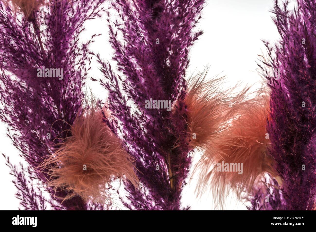 View of dry purple colored decorative twigs . Beautiful purple ...
