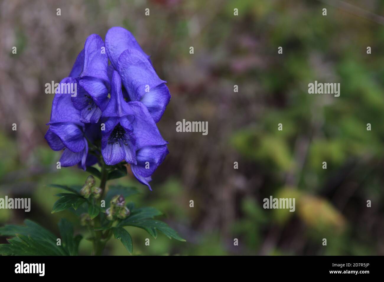 The flowers of the beautiful, but highly poisonous Azure Monkshood ...