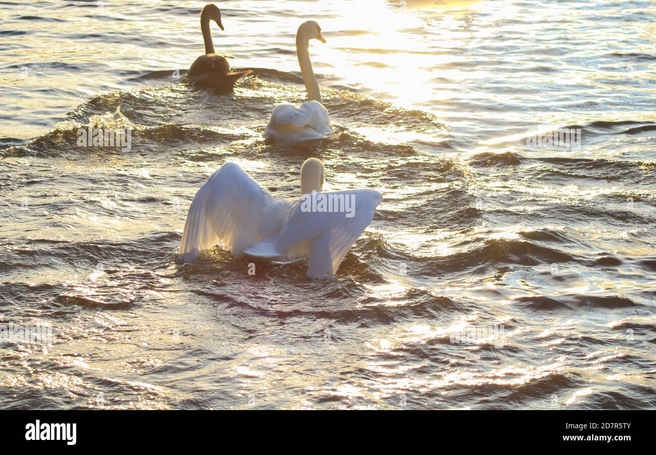 Wild romantic river through hi-res stock photography and images - Alamy