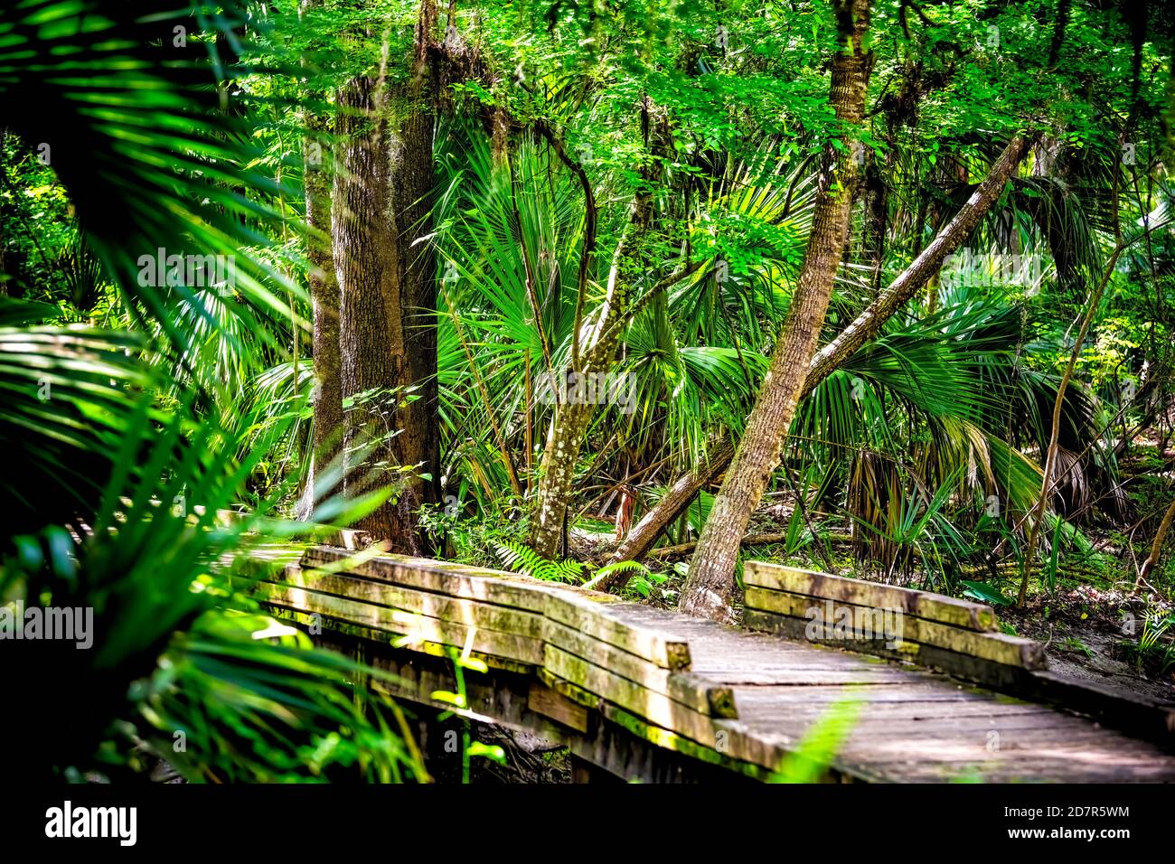 Palm trees leaves lush foliage along wooden boardwalk bridge in marsh ...