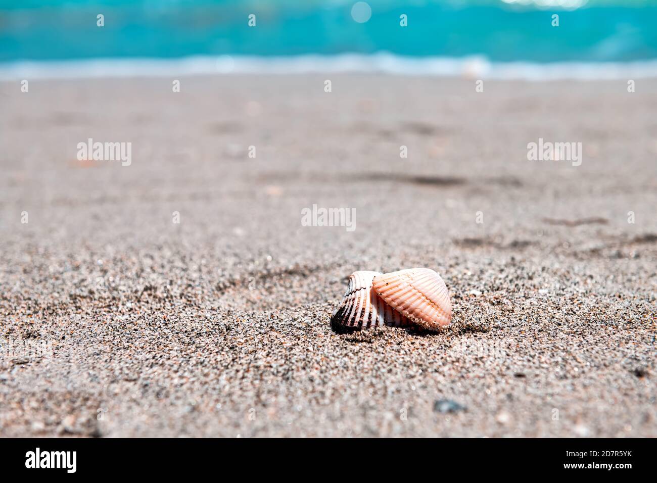 Gulf of mexico seashells hi-res stock photography and images - Alamy