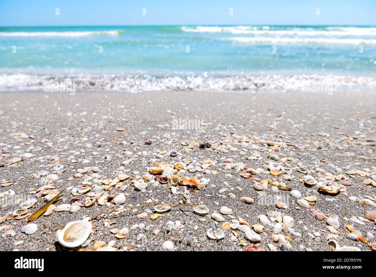 Gulf of mexico seashells hi-res stock photography and images - Alamy