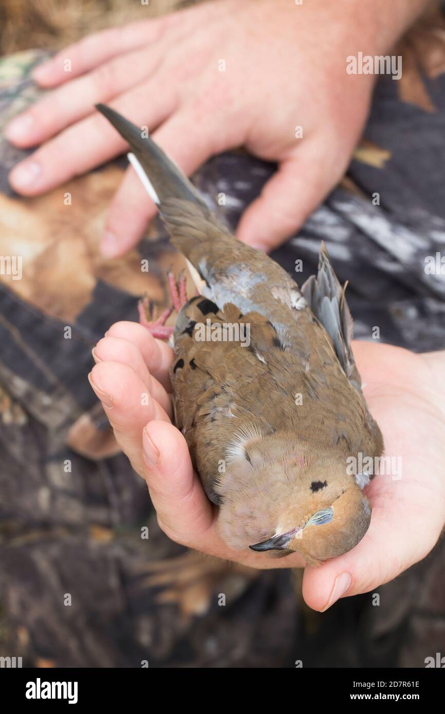 Dove killed whitle hunting Stock Photo - Alamy
