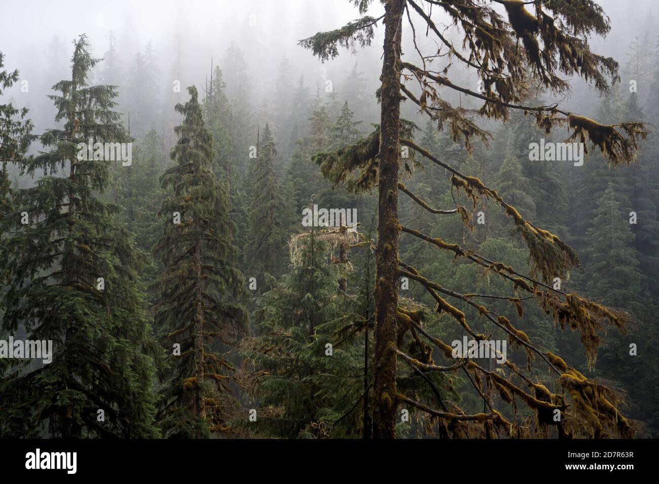 Fog shrouded forest, Boulder River Trail, Boulder River Wilderness ...