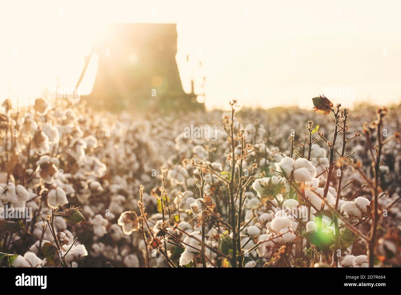 Cotton picking in louisiana hi-res stock photography and images - Alamy
