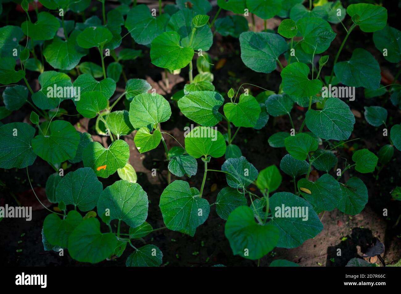 Fresh deep green leave plants covered the land. Little plants bed ...
