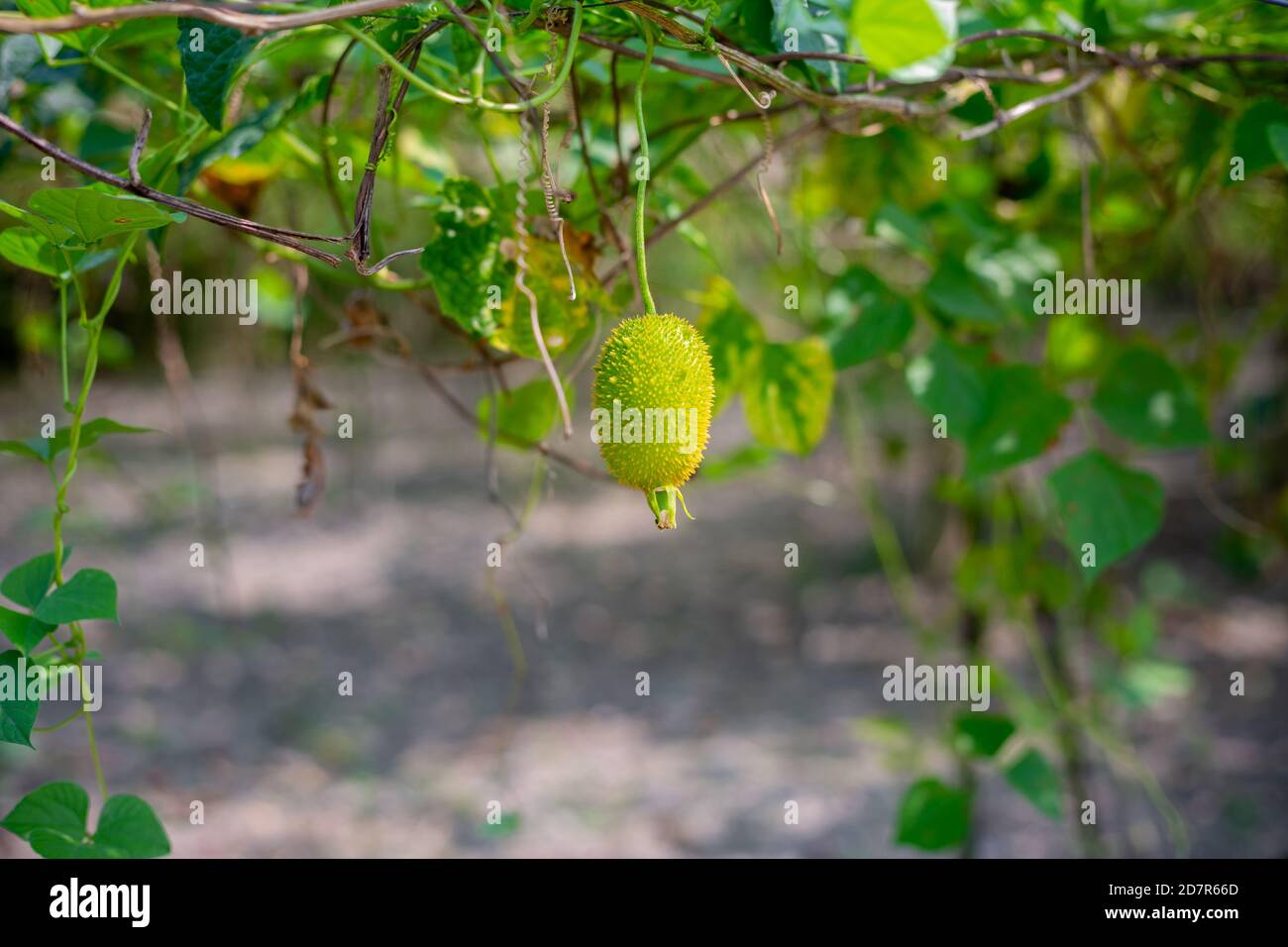 Spiny gourd hanging from the trees in the garden Stock Photo - Alamy
