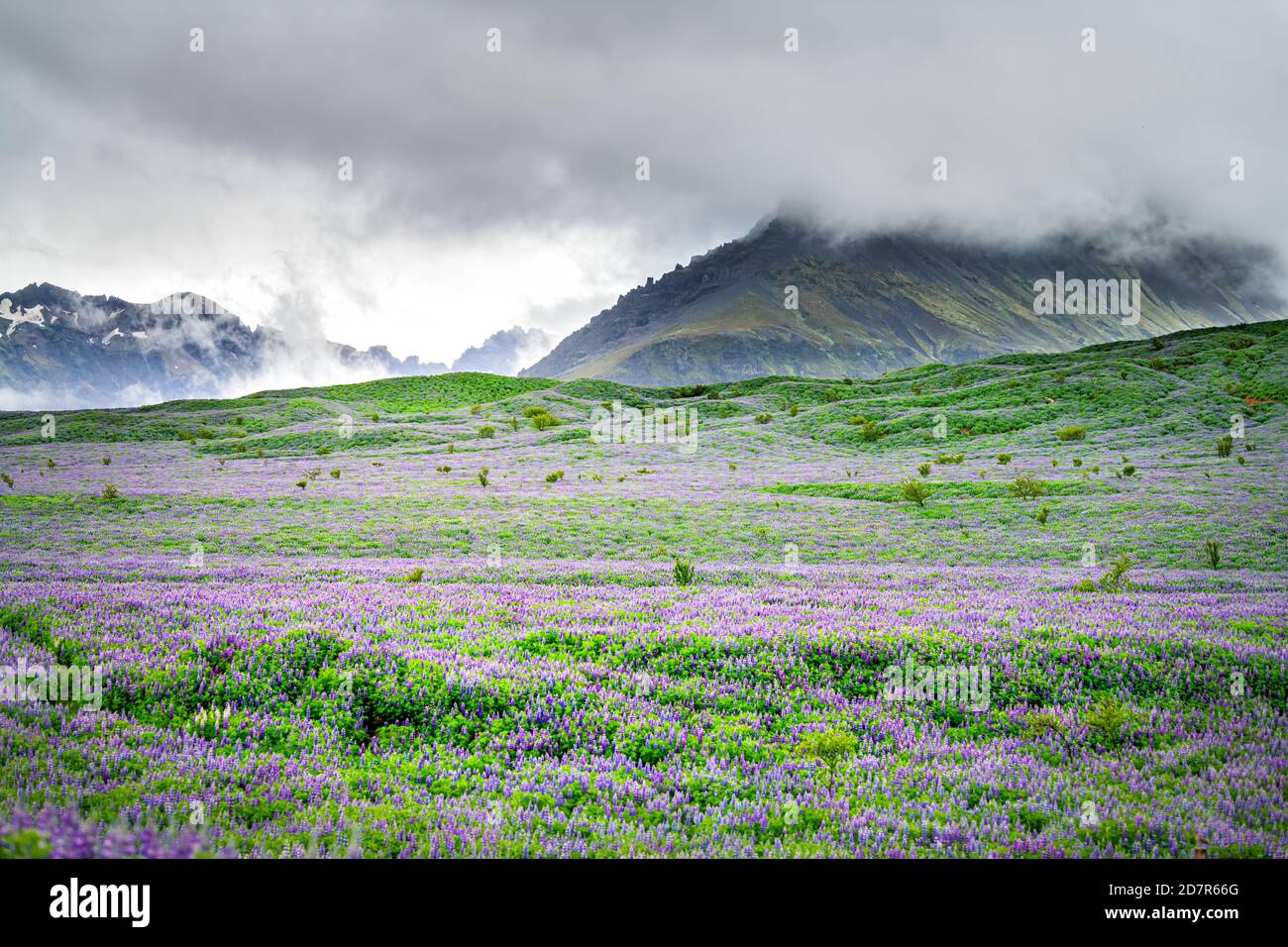 Lupin Forest Wallpaper