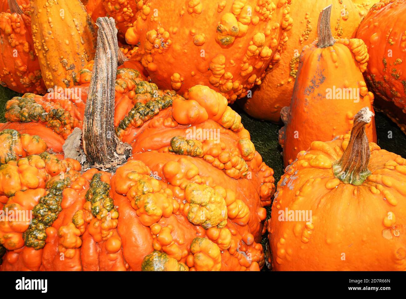 Warty squash hi-res stock photography and images - Alamy