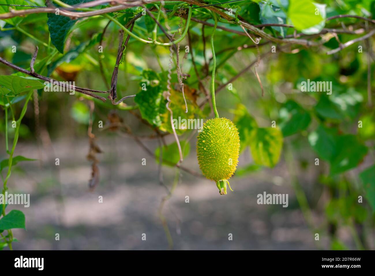 Spiny gourd hanging from the trees in the garden Stock Photo - Alamy