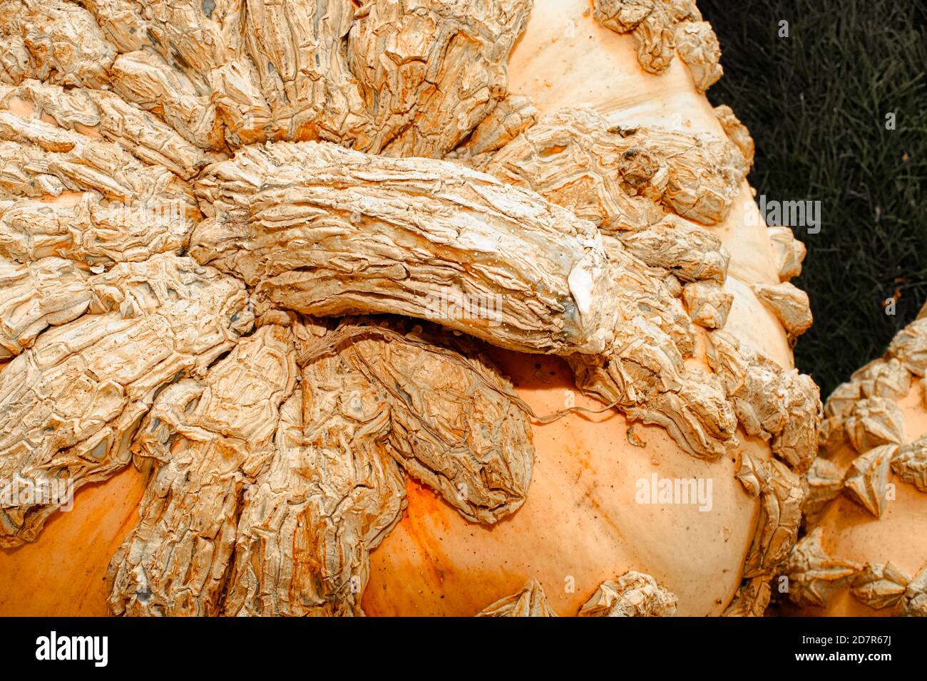 Bumpy shell hi-res stock photography and images - Alamy