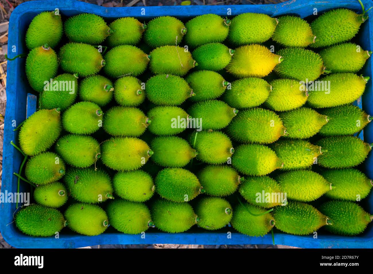 Fresh and green spiny gourd vegetables ready for sale in the market ...
