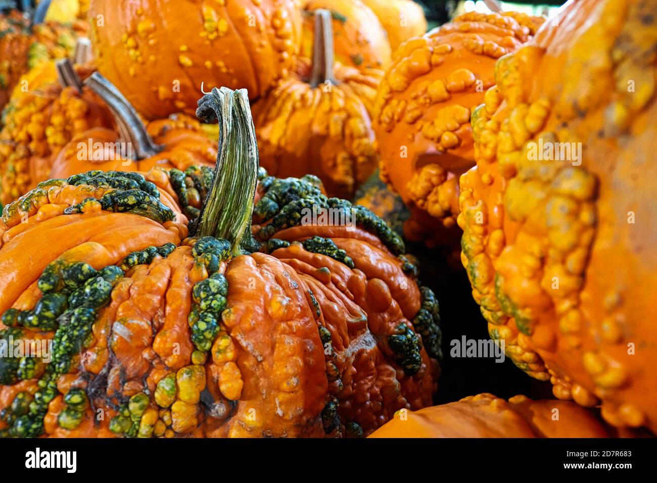 A background of various bumpy warty pumpkins and squashes Stock Photo ...