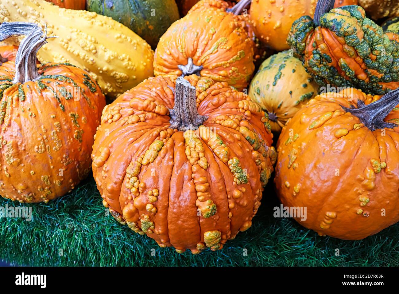 A background of various bumpy warty pumpkins and squashes Stock Photo ...
