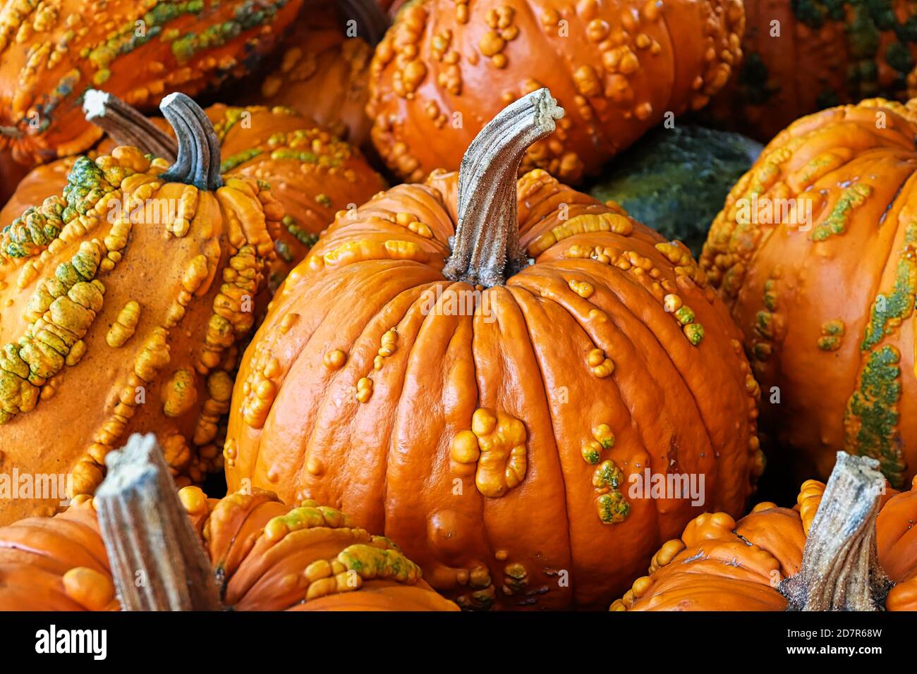 Warty squash hi-res stock photography and images - Alamy