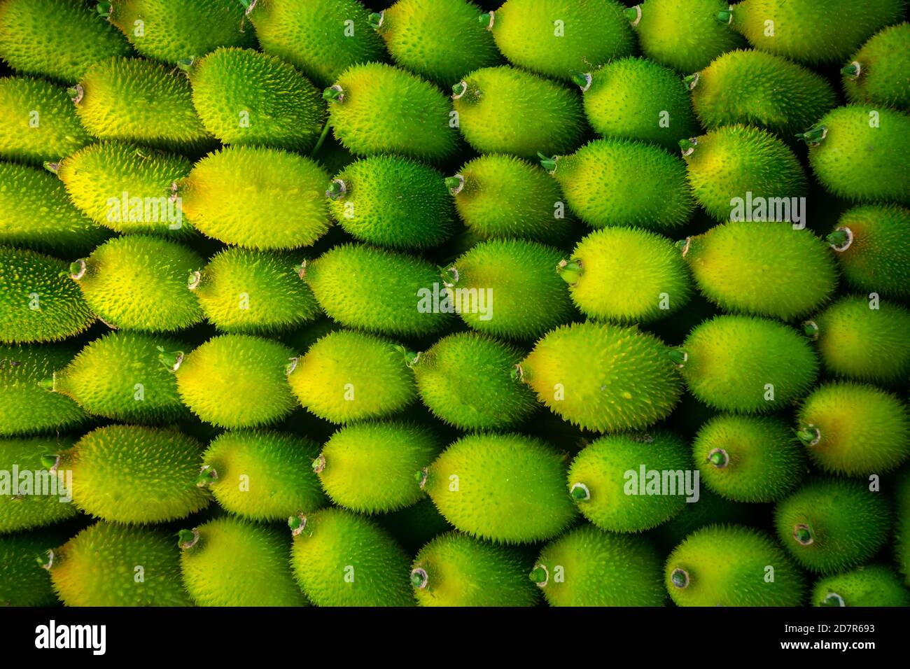 Fresh and green spiny gourd vegetables ready for sale in the market ...