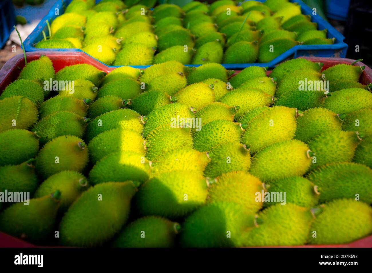 Fresh and green spiny gourd vegetables ready for sale in the market ...
