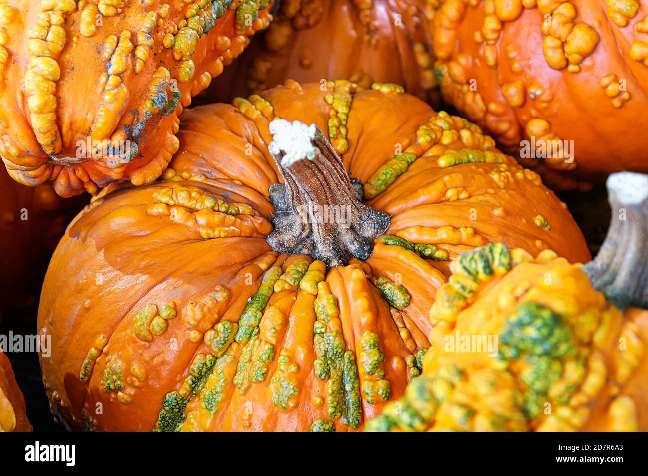 A background of various bumpy warty pumpkins and squashes Stock Photo ...