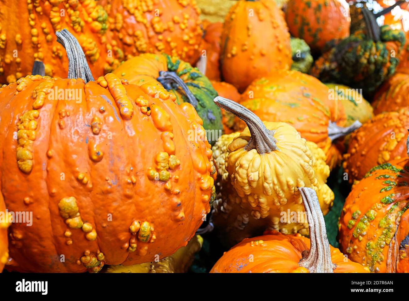 Warty squash hi-res stock photography and images - Alamy