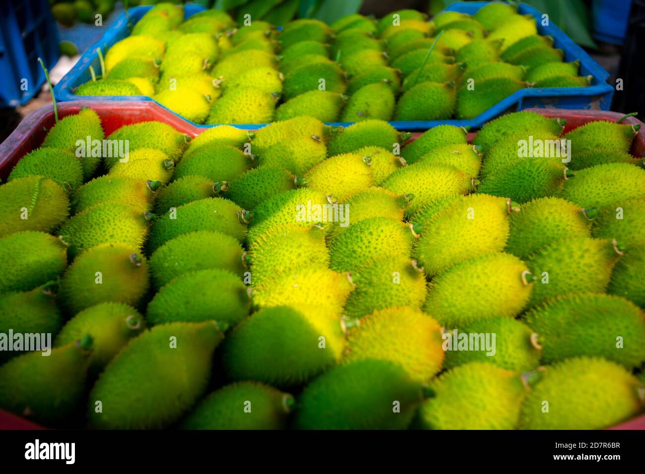 Fresh and green spiny gourd vegetables ready for sale in the market ...
