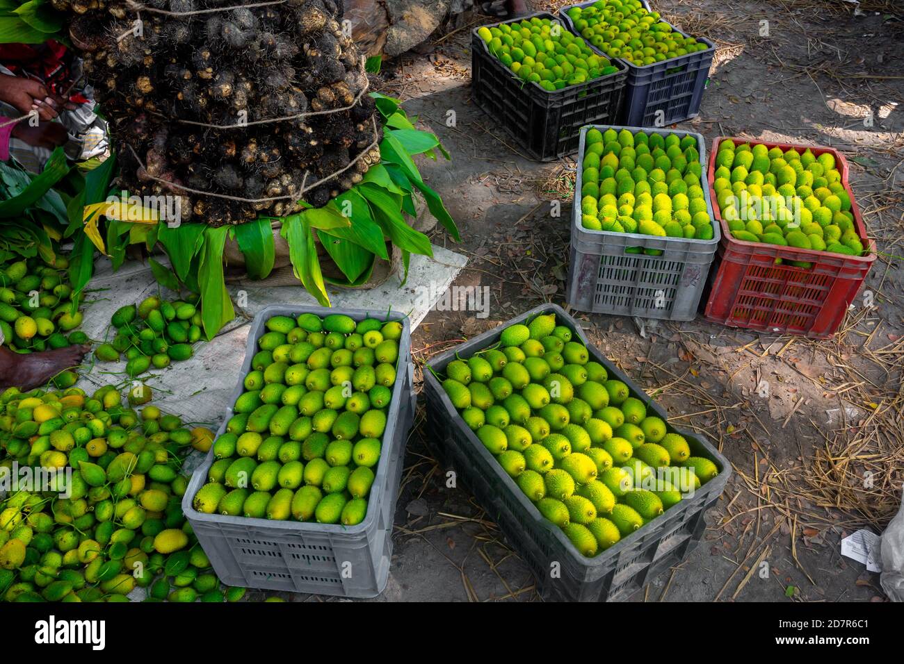 Fresh and green spiny gourd vegetables ready for sale in the market ...