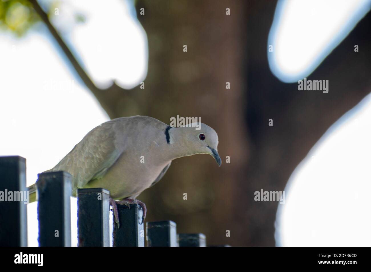 curious pigeon looking to us Stock Photo - Alamy