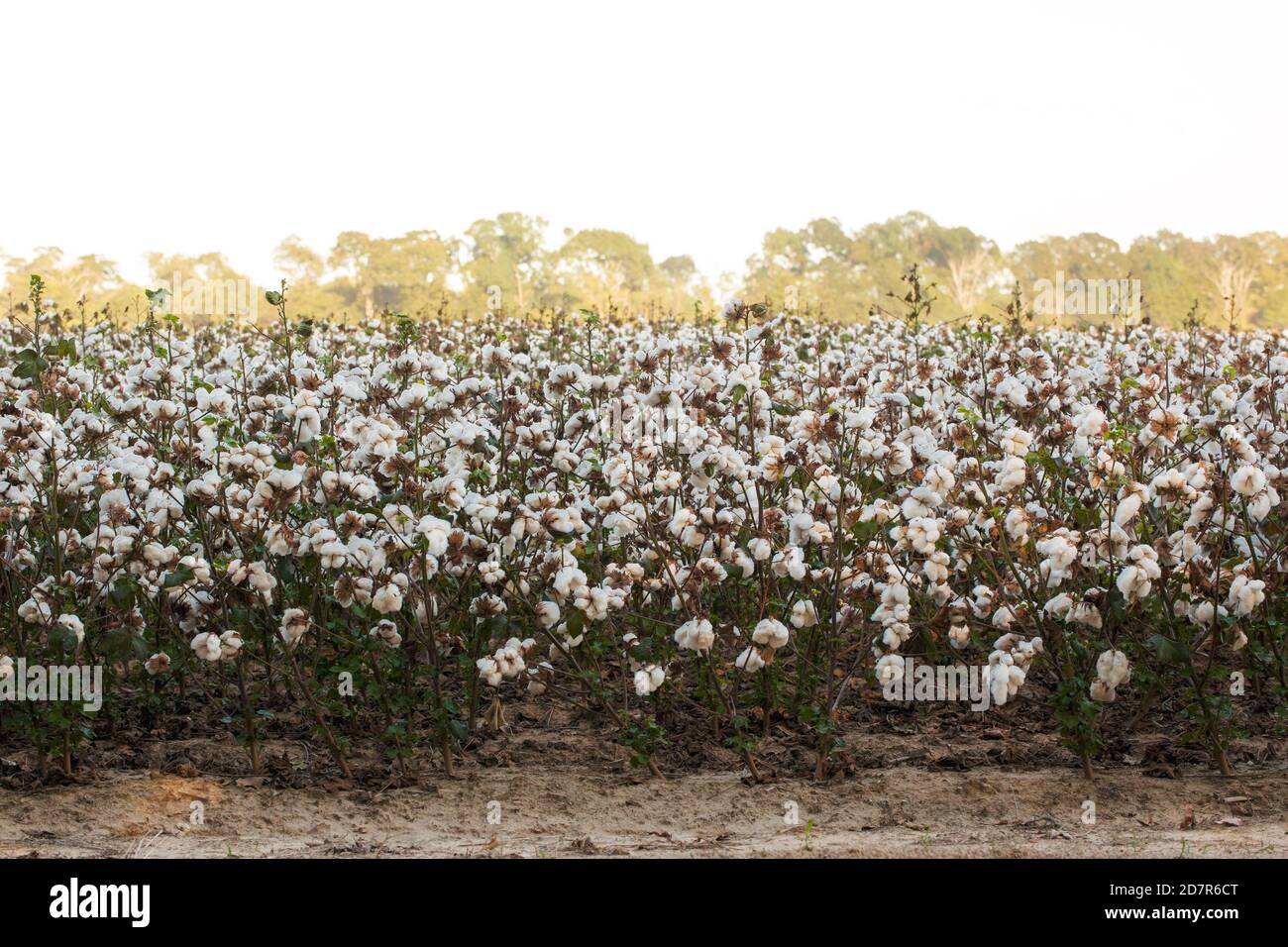 Cotton picking in louisiana hi-res stock photography and images - Alamy