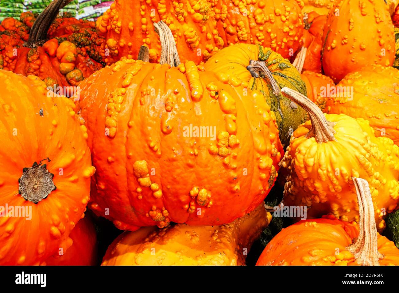 A background of various bumpy warty pumpkins and squashes Stock Photo ...