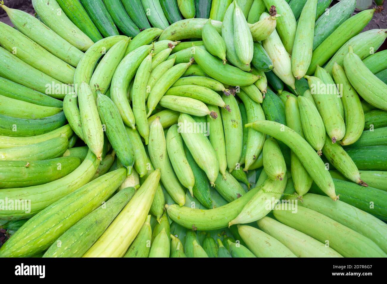 Fresh Sponge Gourd collected from the vegetable garden is being lined ...