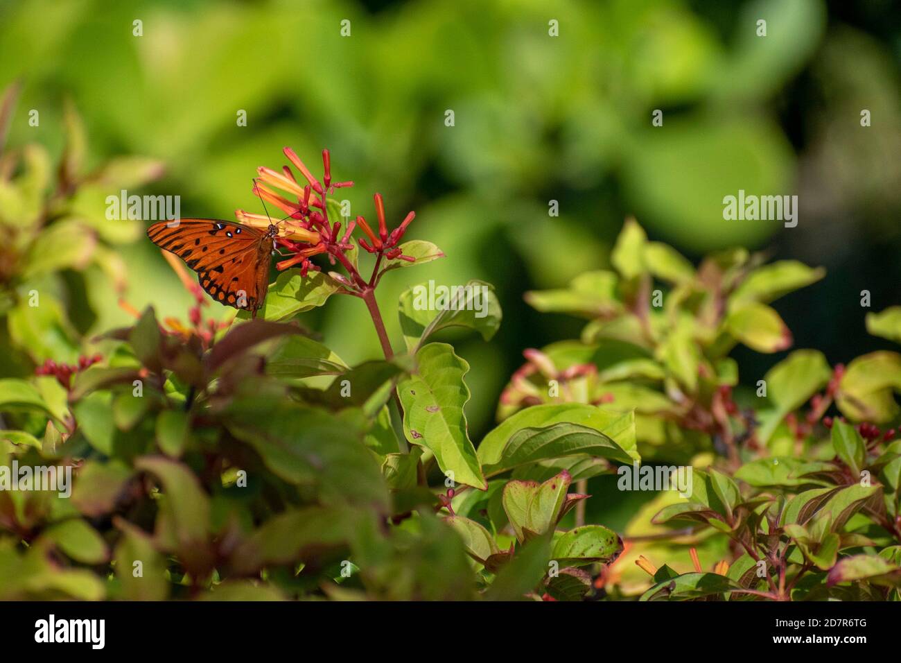 butterfly flying around a beautiful flower in our garden Stock Photo ...