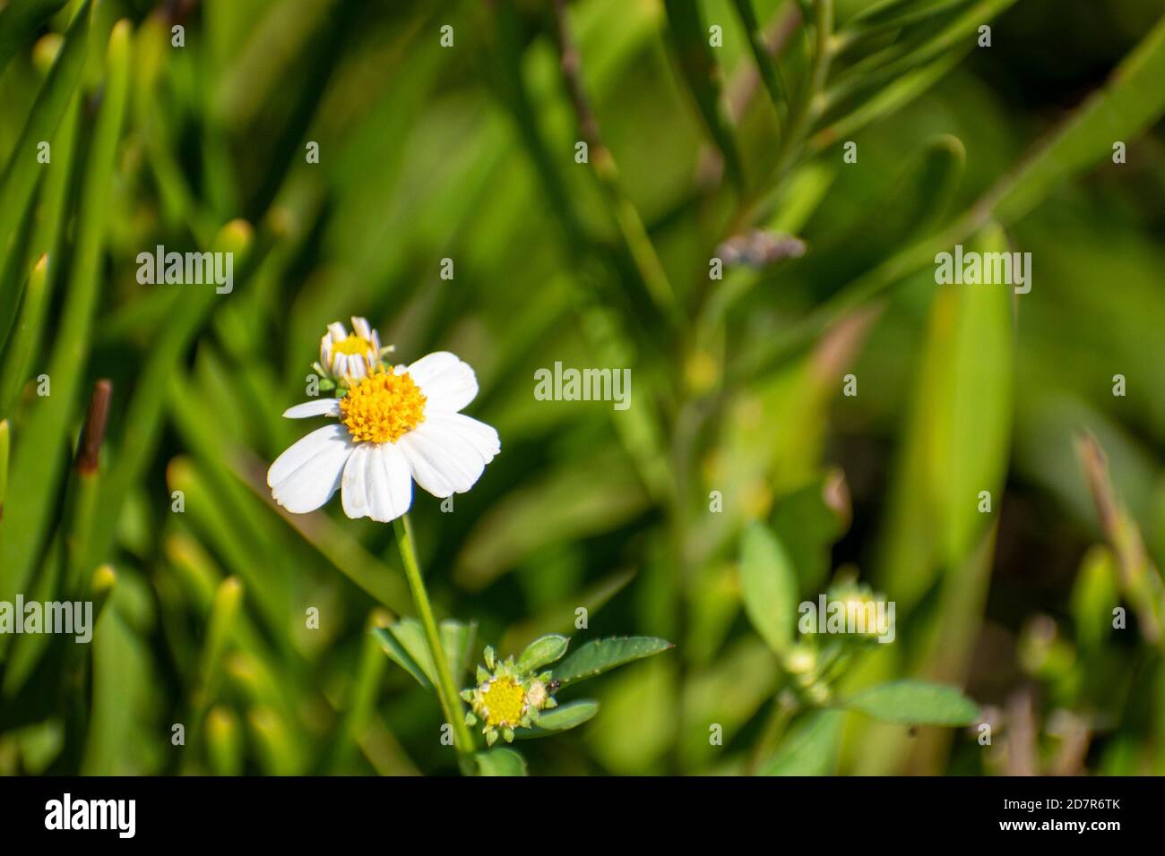 daisy flower at the garden in north shore park in miami Stock Photo - Alamy