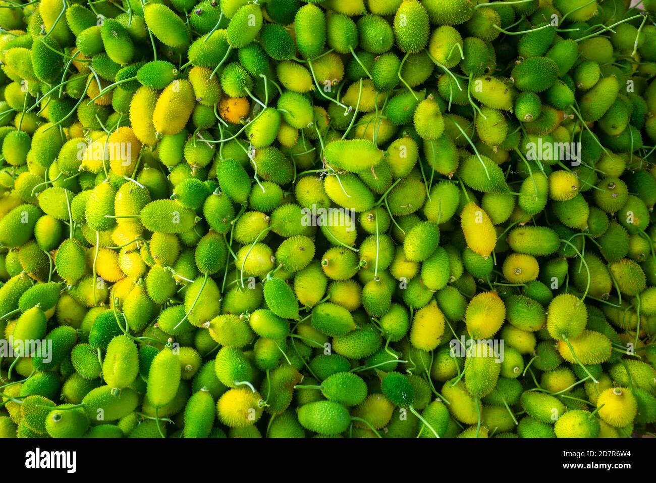 Fresh and green spiny gourd vegetables ready for sale in the market ...