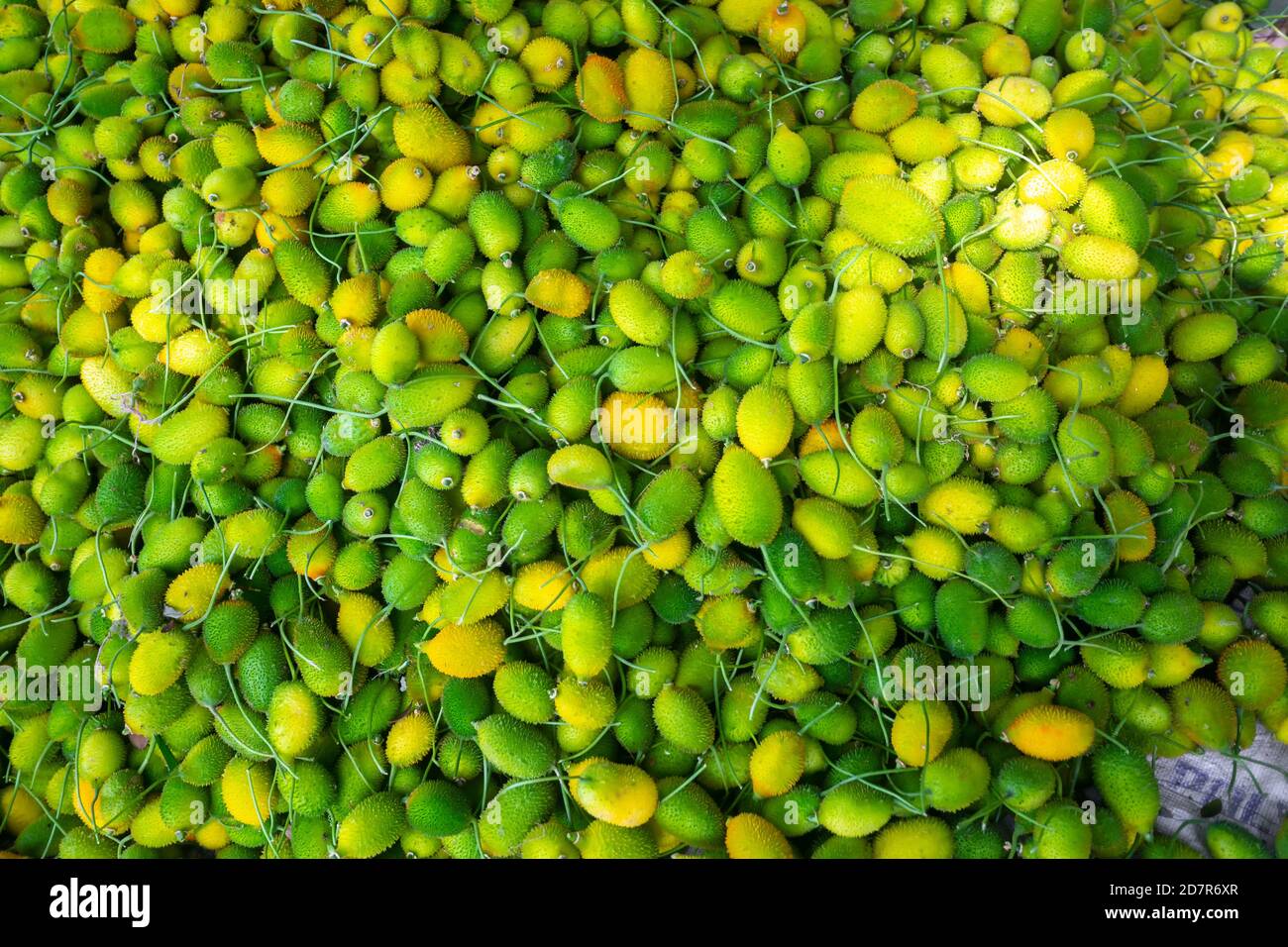 Fresh and green spiny gourd vegetables ready for sale in the market ...
