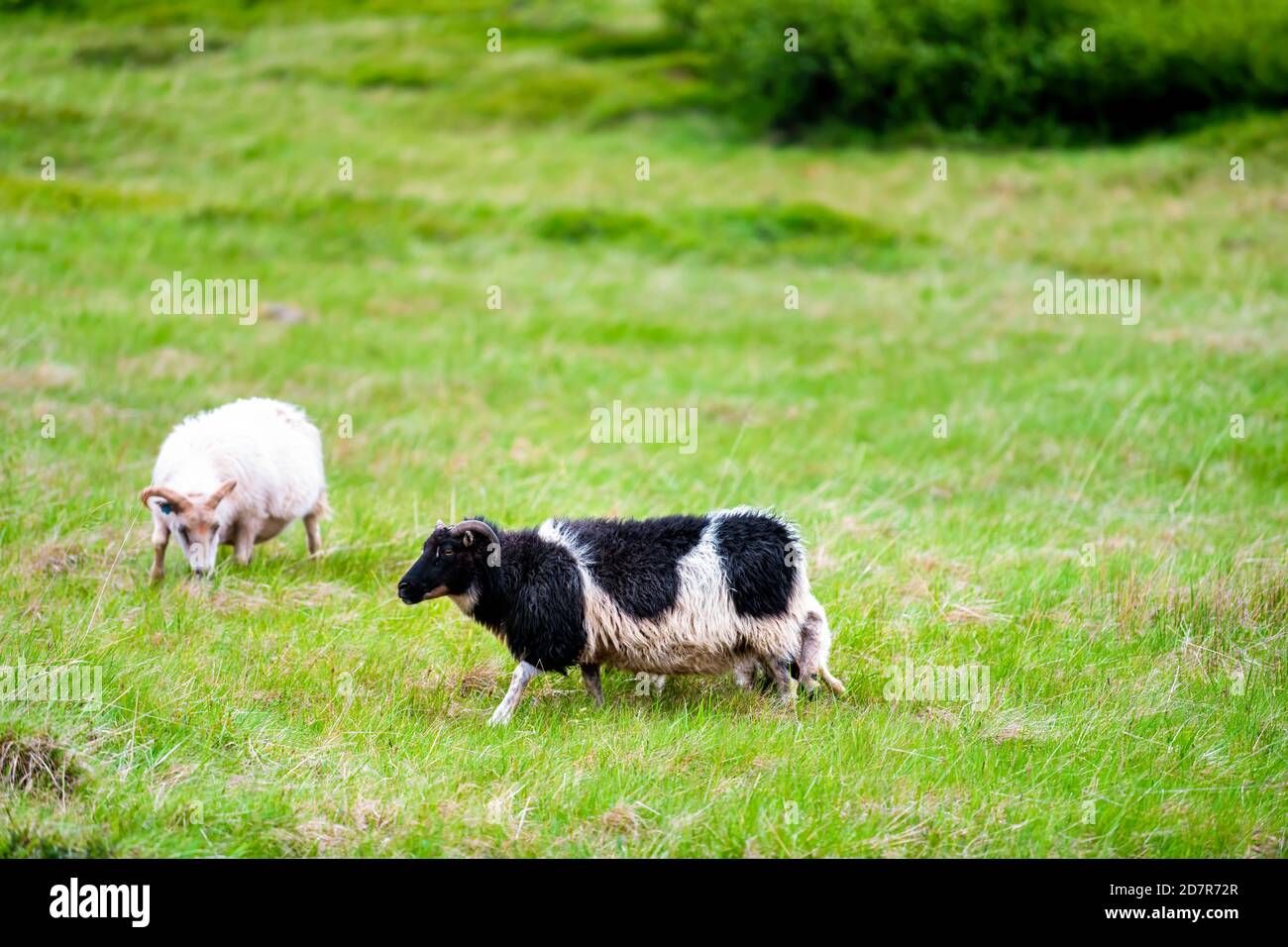 Two Icelandic sheep black and white standing walking grazing green ...