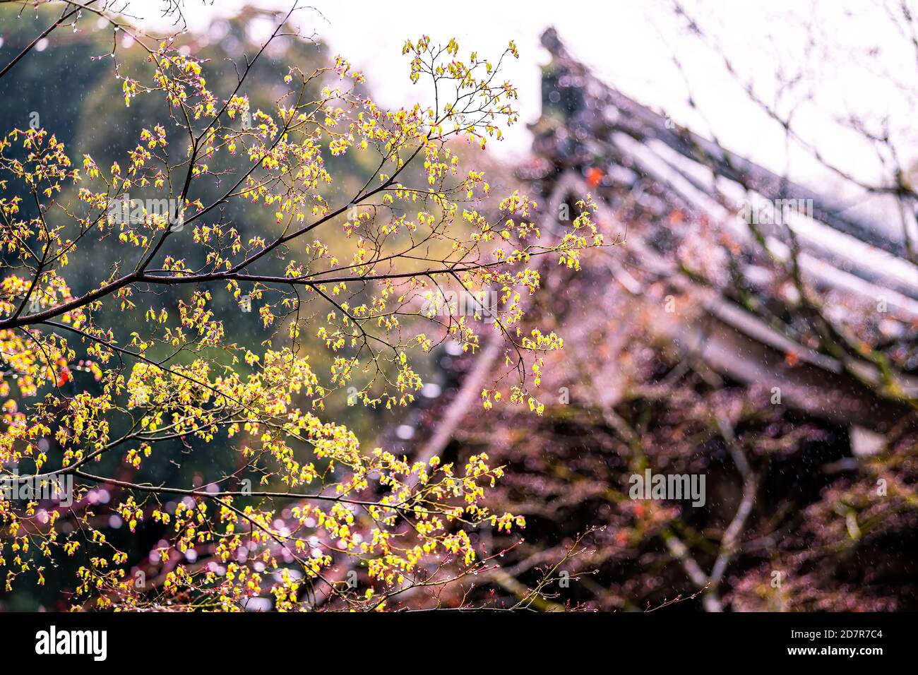 Kyoto, Japan cherry blossom sakura tree in foreground spring with ...