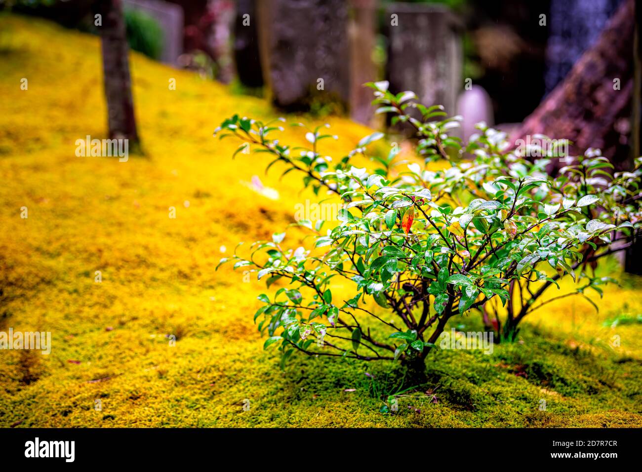 Eikando temple moss garden in Kyoto, Japan during early spring with ...