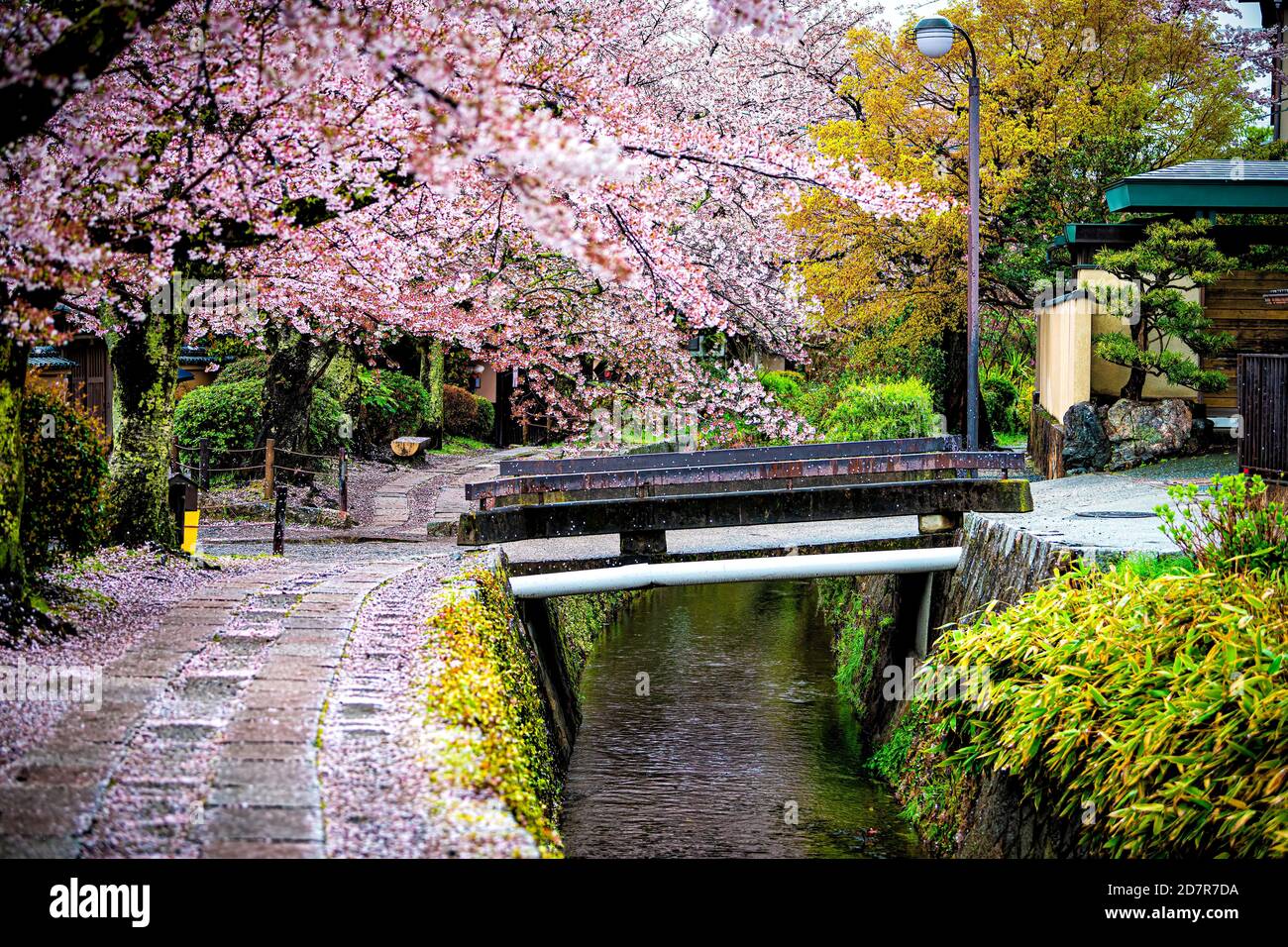 Kyoto, Japan cherry blossom sakura flower petals falling in spring in ...