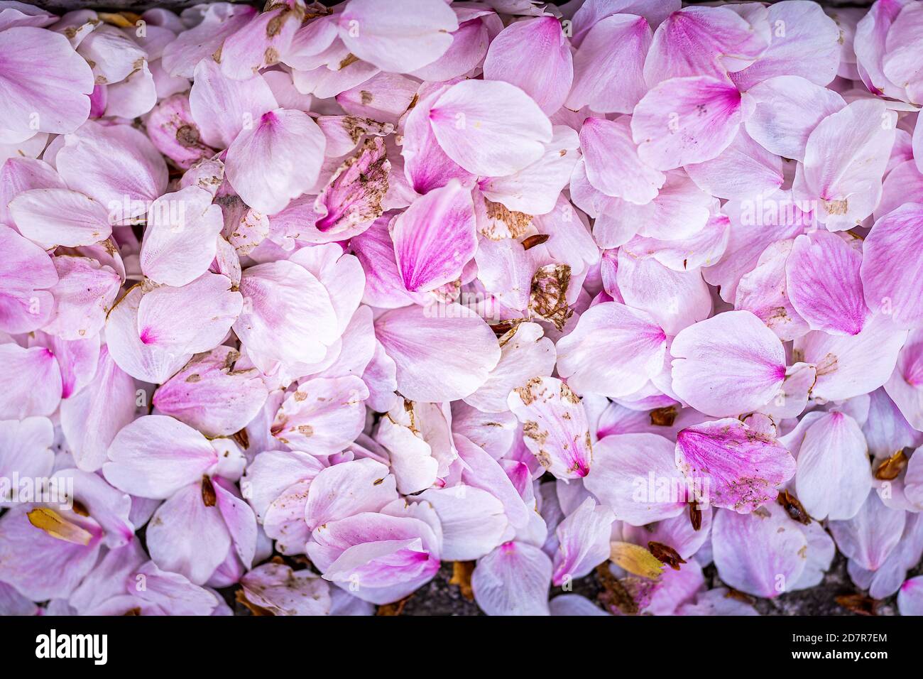 Flower on road fallen hi-res stock photography and images - Alamy