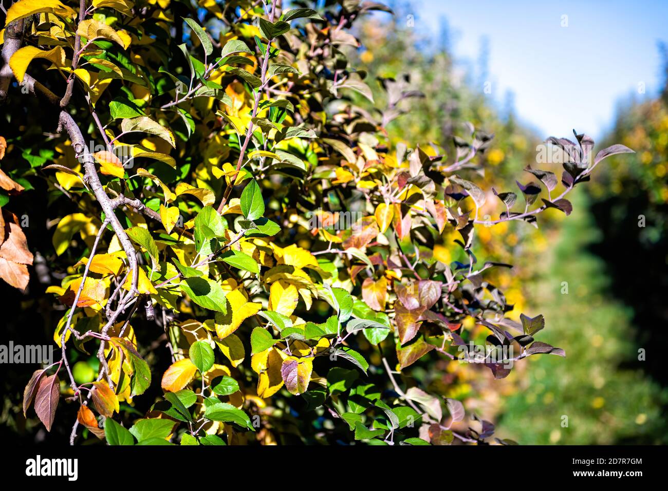 Pruned apple tree hi-res stock photography and images - Alamy