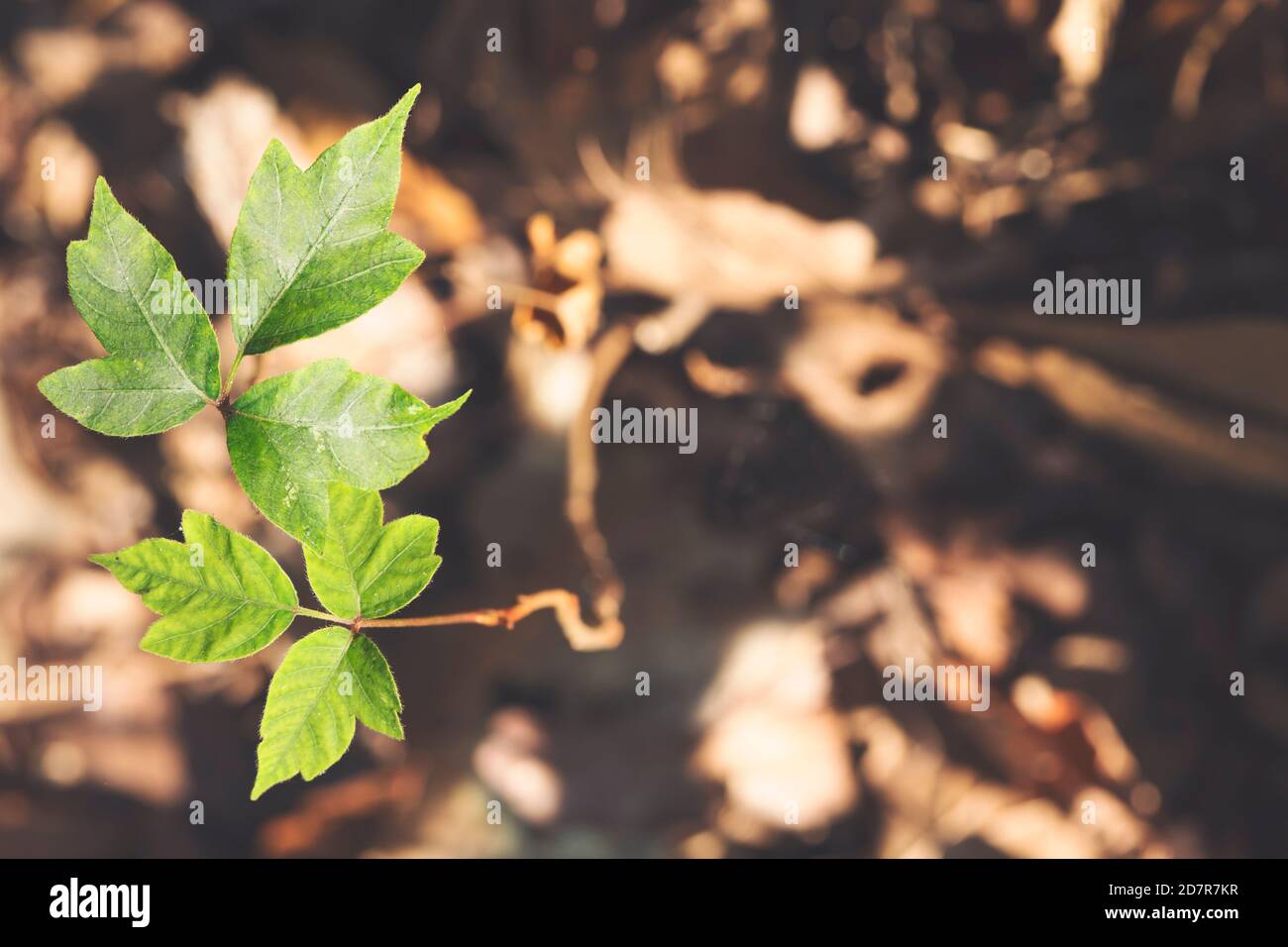 Poison Ivy Plant in Forest Stock Photo - Alamy