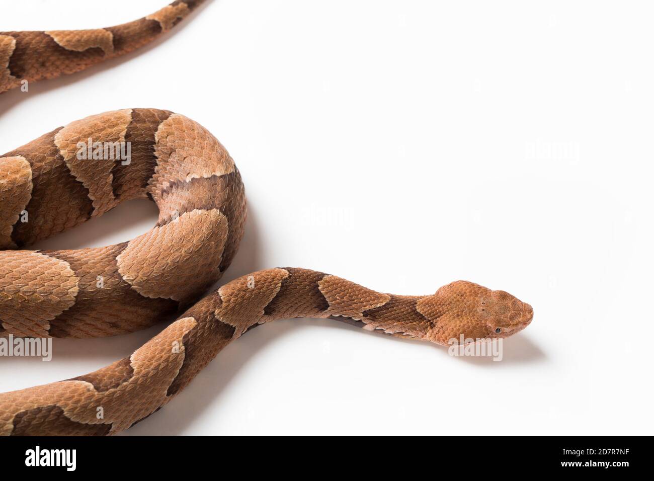 Copperhead snake camouflage hi-res stock photography and images - Alamy