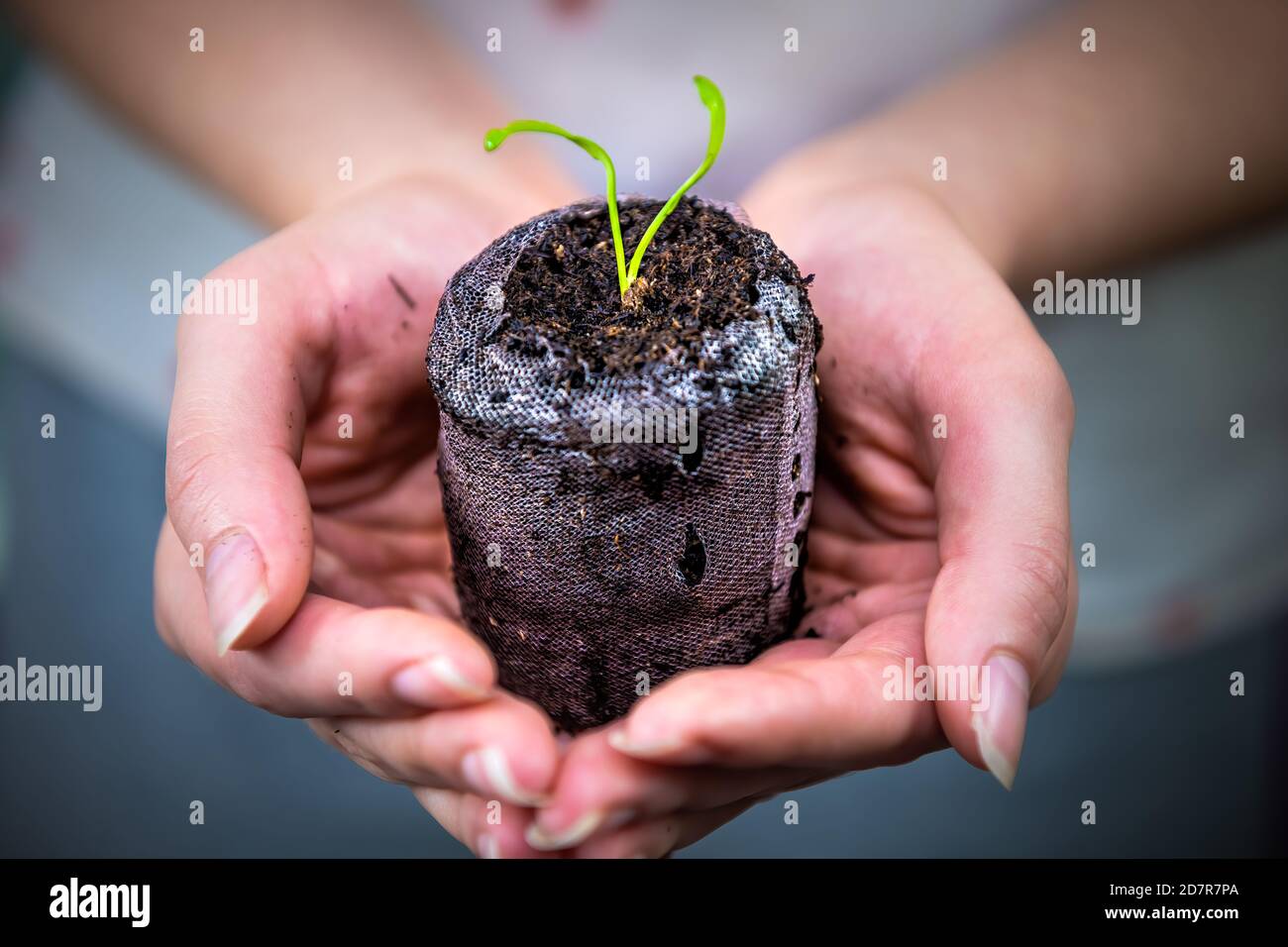 Cotyledon seed germination hi-res stock photography and images - Alamy