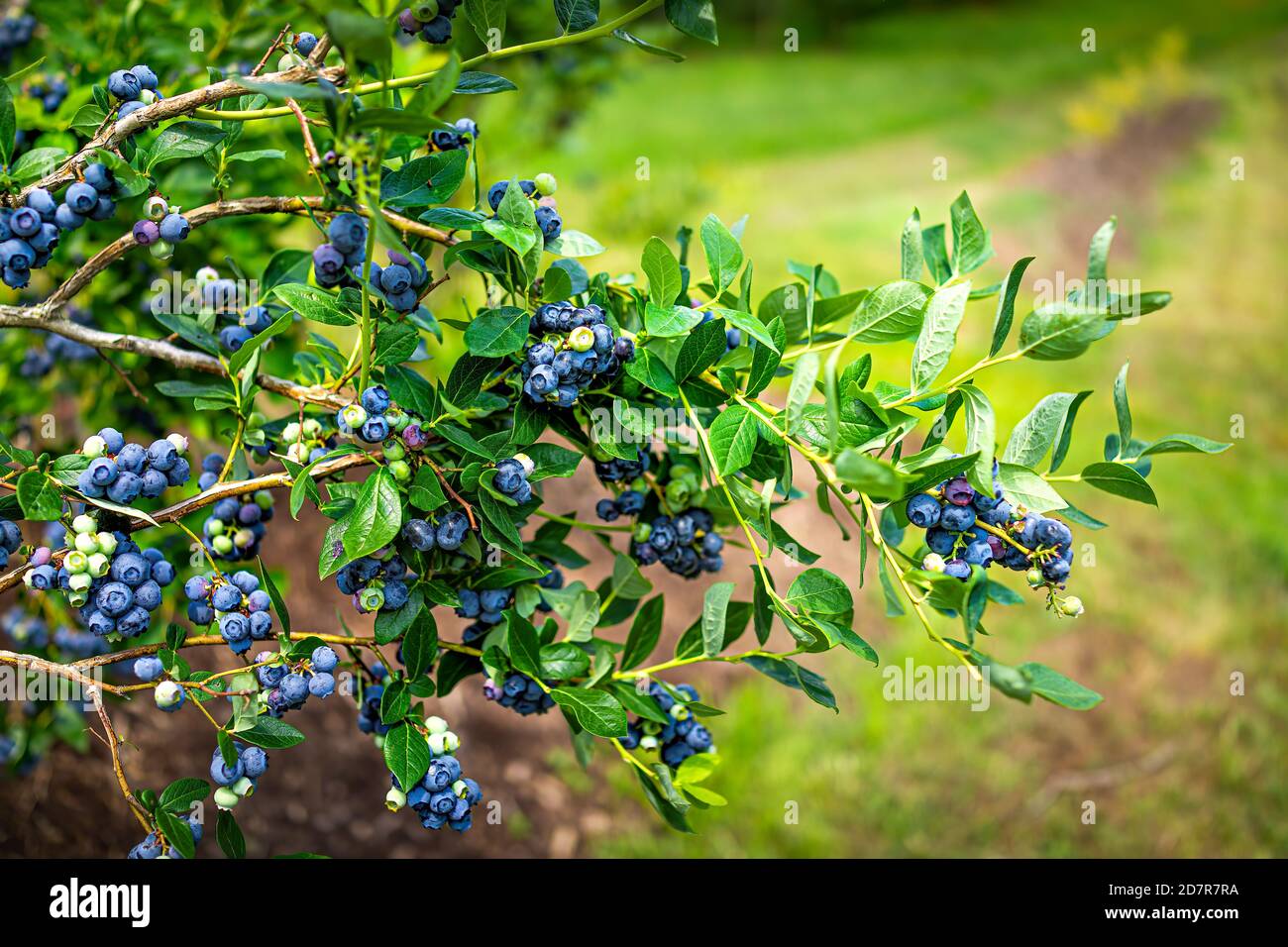 Farm in summer garden and closeup of blueberry bush for picking with ...