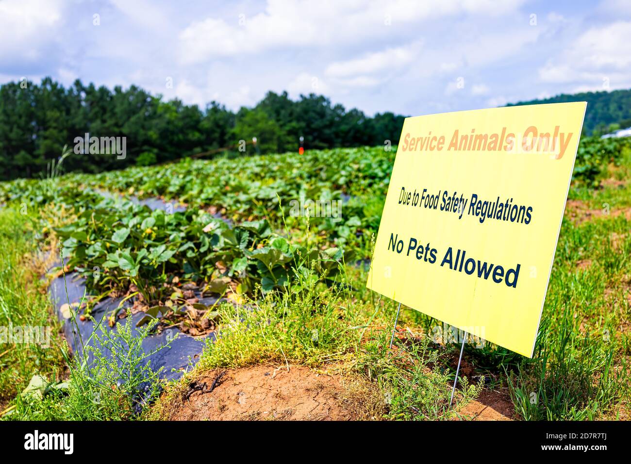 Strawberry picking sign closeup for service animals only due to food ...