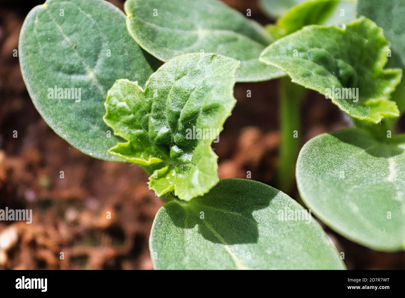 Marco of watermelon plants sprouting their true leaves Stock Photo - Alamy