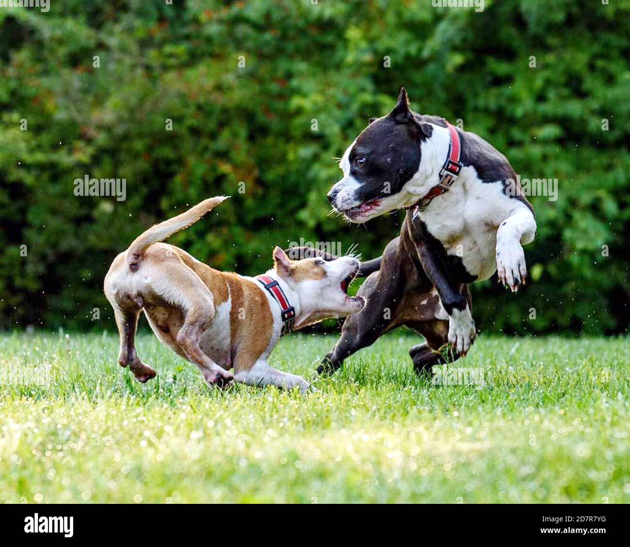 Grass Fight High Resolution Stock Photography and Images - Alamy