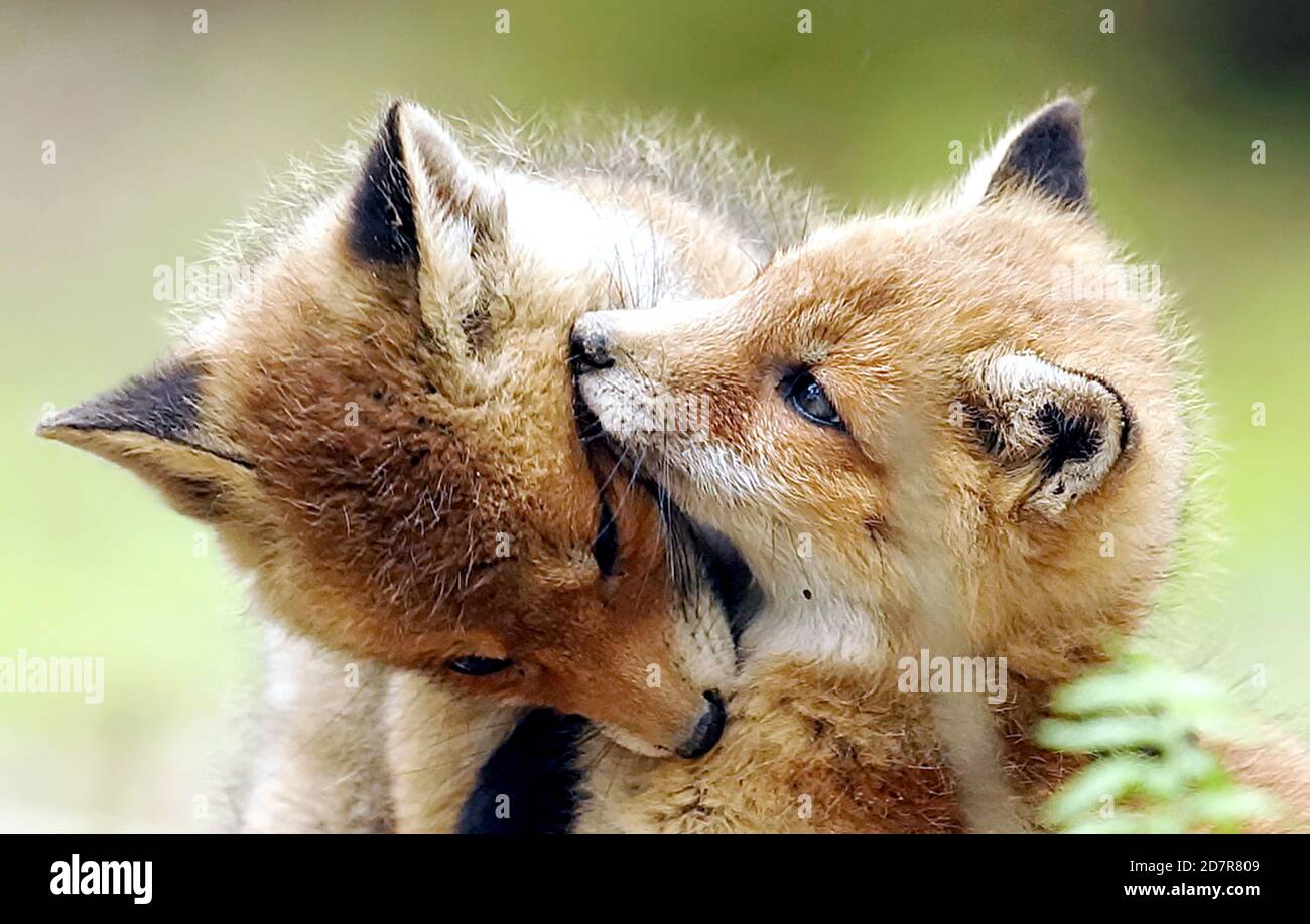 Kiss O High Resolution Stock Photography and Images - Alamy