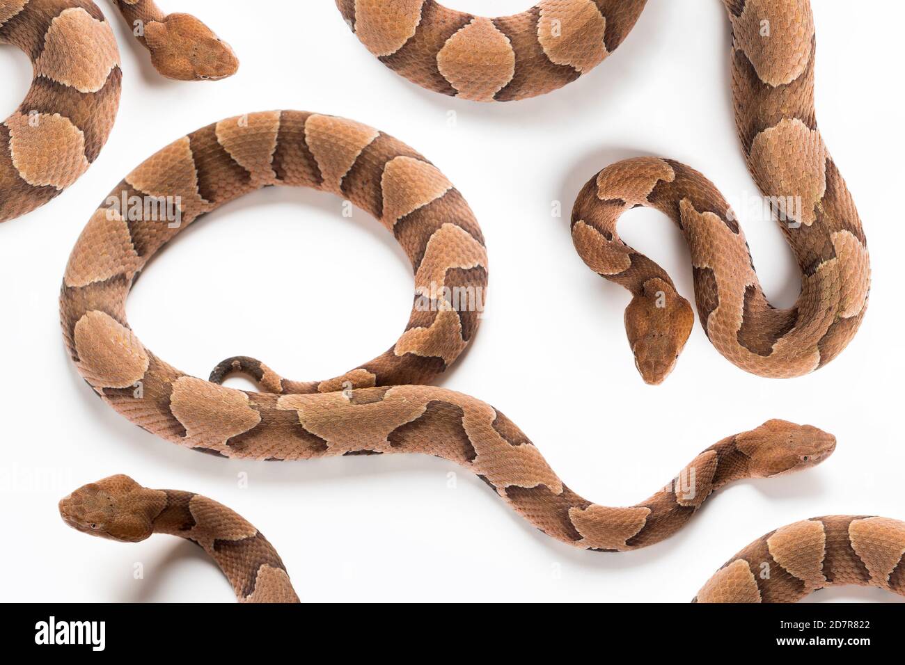 Copperhead Snake Fangs
