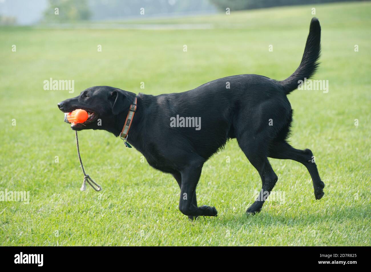 Black Labrador retriever retrieving retriever bumper Stock Photo - Alamy