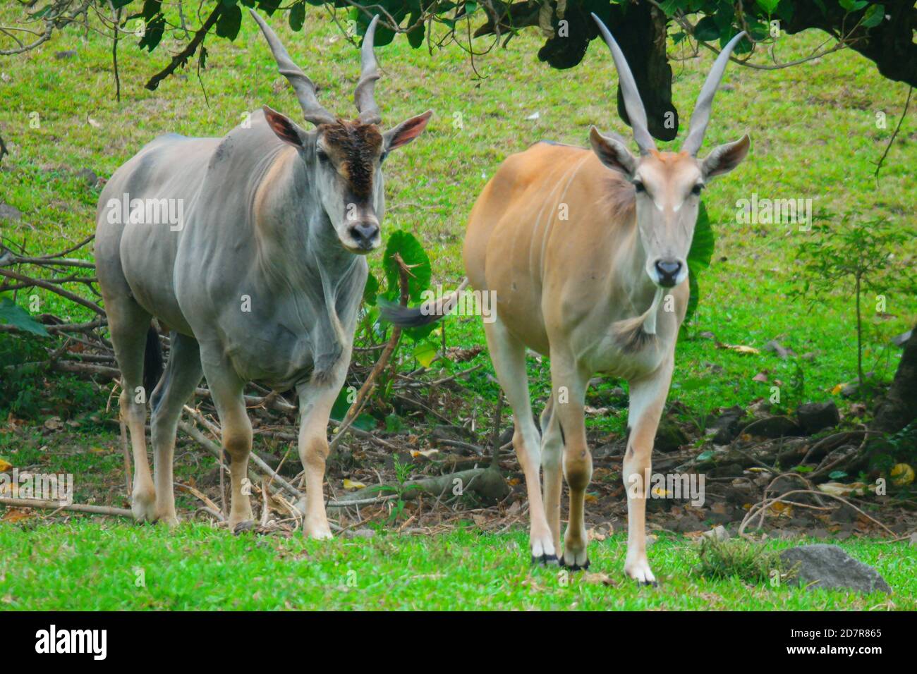 Two elands hi-res stock photography and images - Alamy